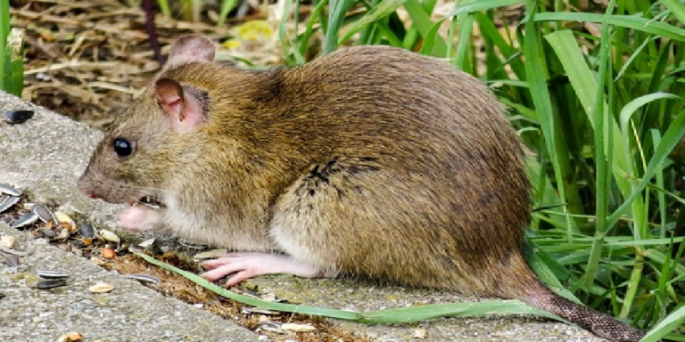 Comment éloigner naturellement les rats de votre jardin en cas de ...