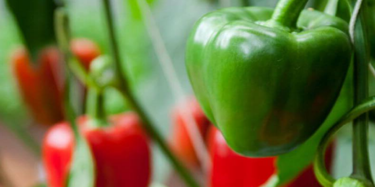 Secrets pour cultiver des poivrons dans son jardin : Recettes mixte